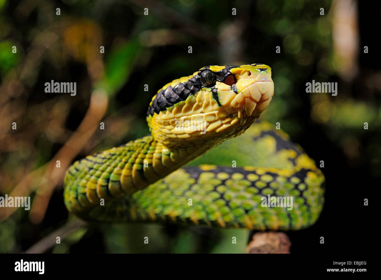 Sri Lankan pit viper, Ceylon pit viper (Trimeresurus trigonocephalus ...