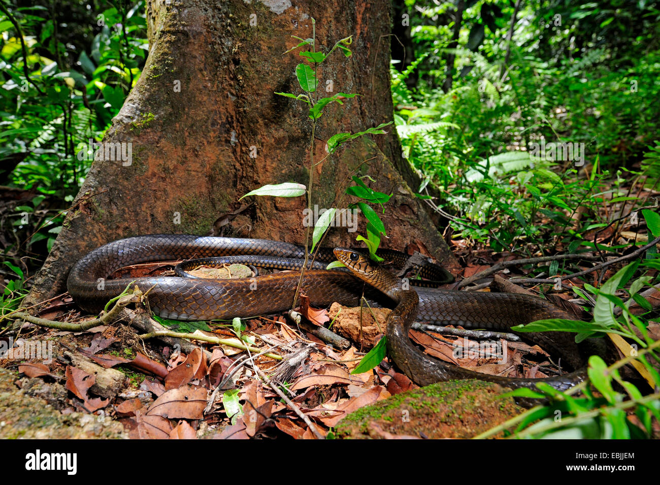 Dhaman, Oriental Ratsnake, Oriental Rat Snake (Ptyas mucosa, Ptyas ...