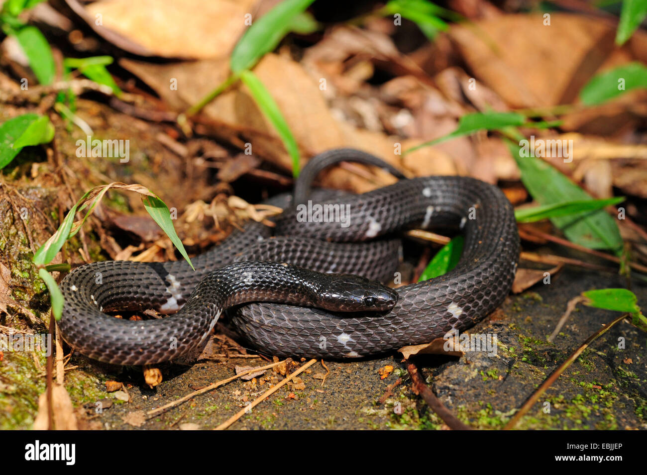 Sri Lanka Wolf Snake (Cercaspis carinatus), lying on the ground, Sri ...