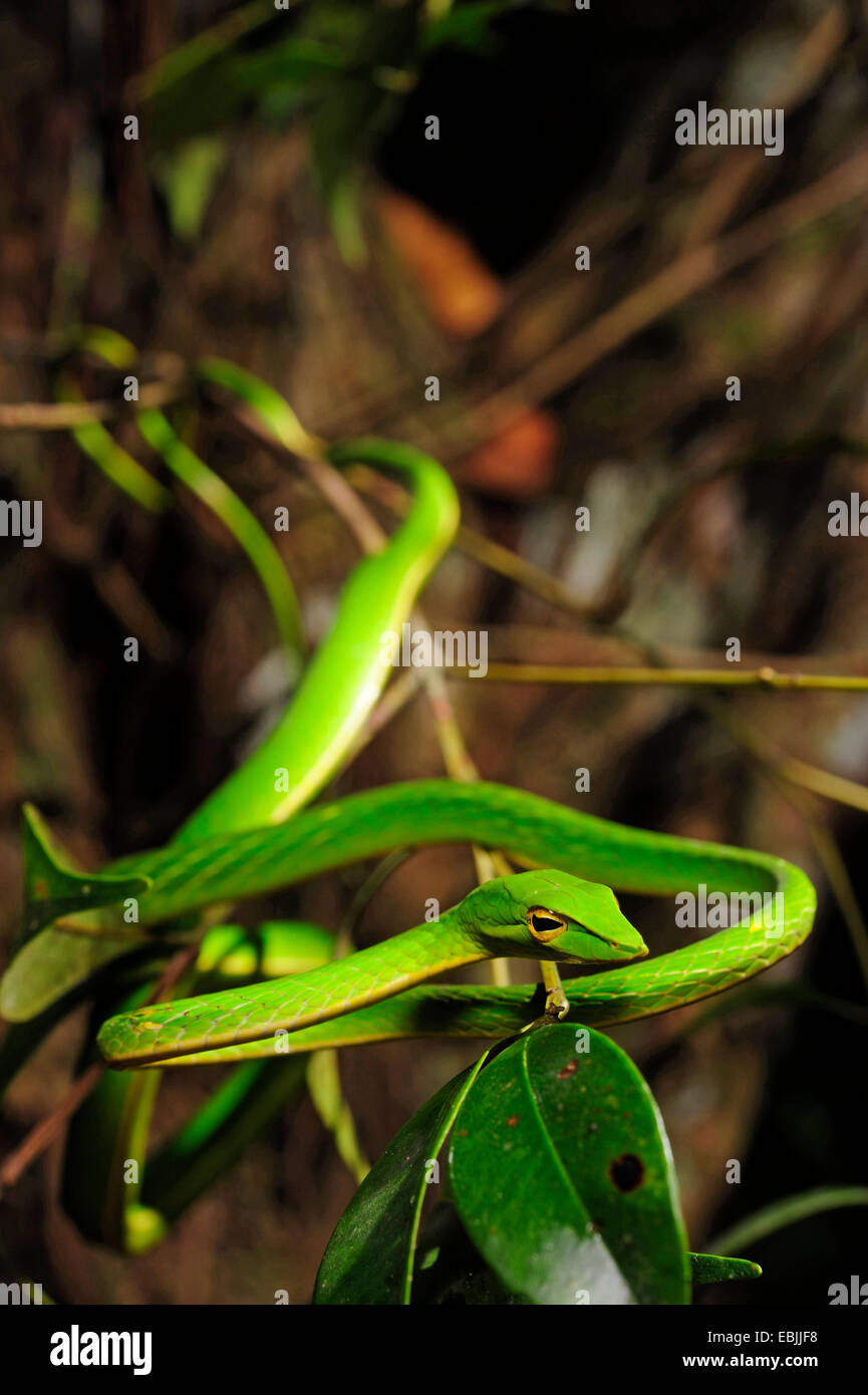 Green bush snake hi-res stock photography and images - Alamy