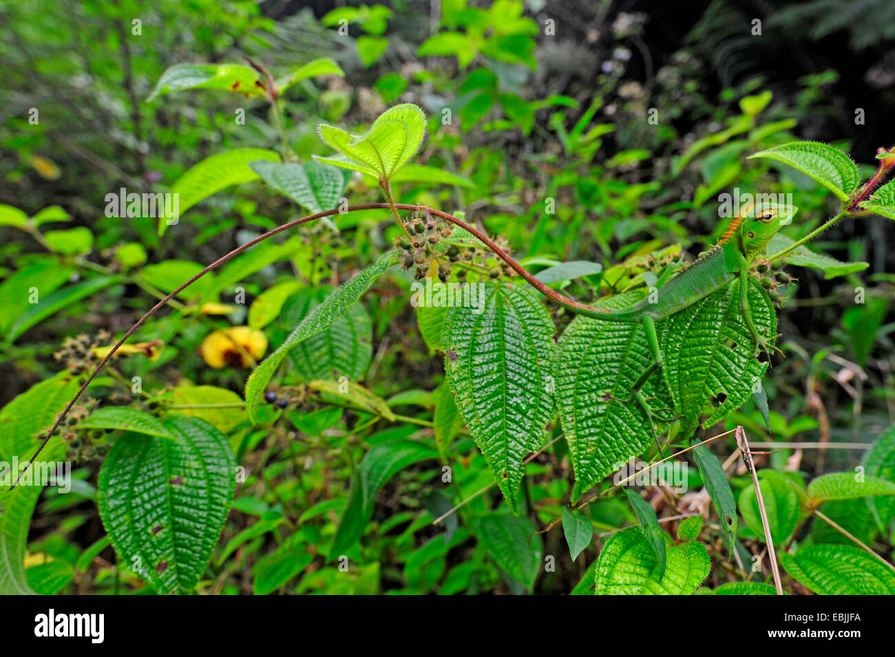 common tree lizard (Calotes calotes), young male on a plant, Sri Lanka ...