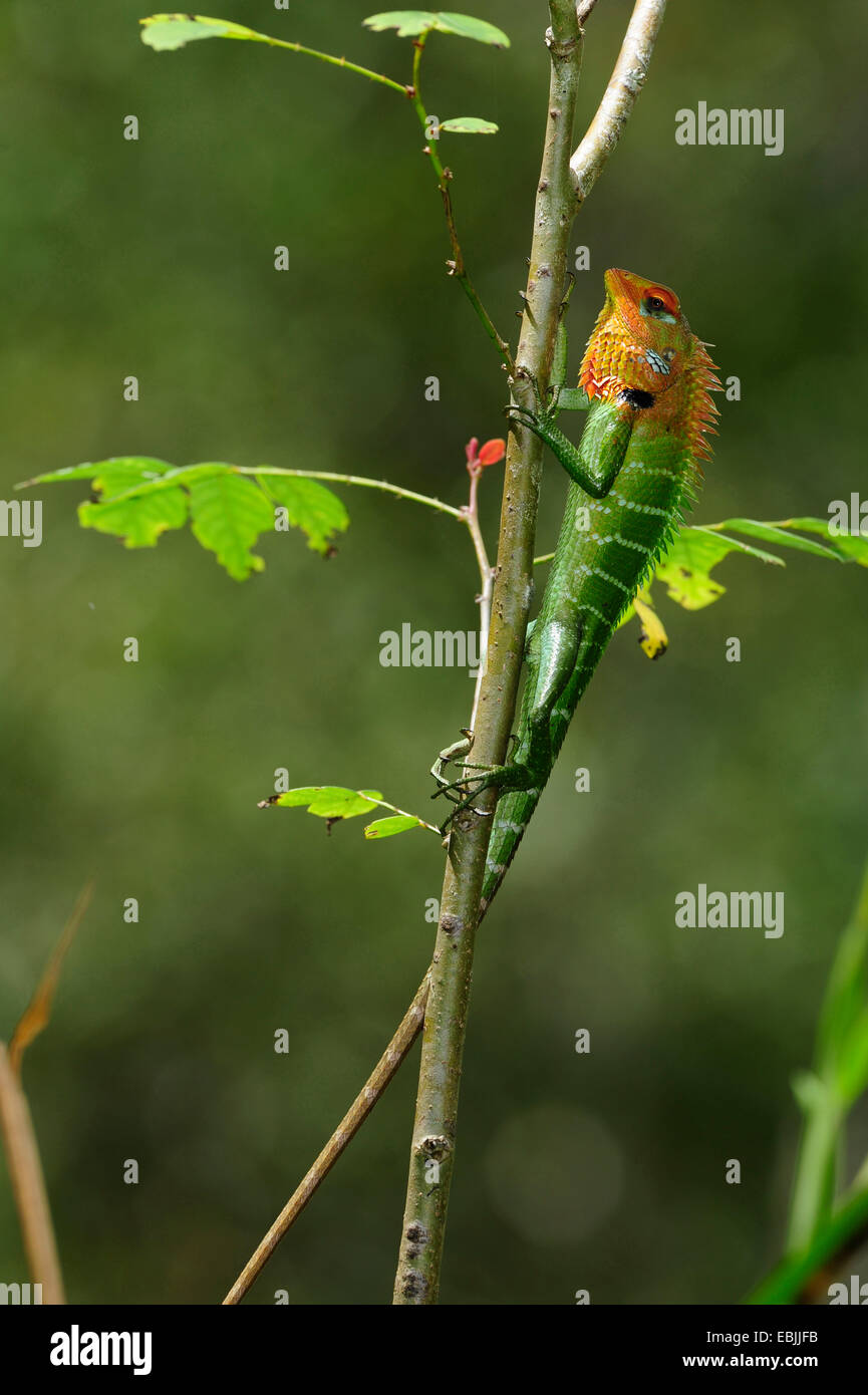 common tree lizard (Calotes calotes), male in breeding coloration on a ...