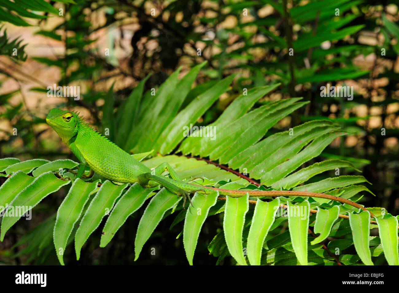 common tree lizard (Calotes calotes), male on a frond, Sri Lanka ...