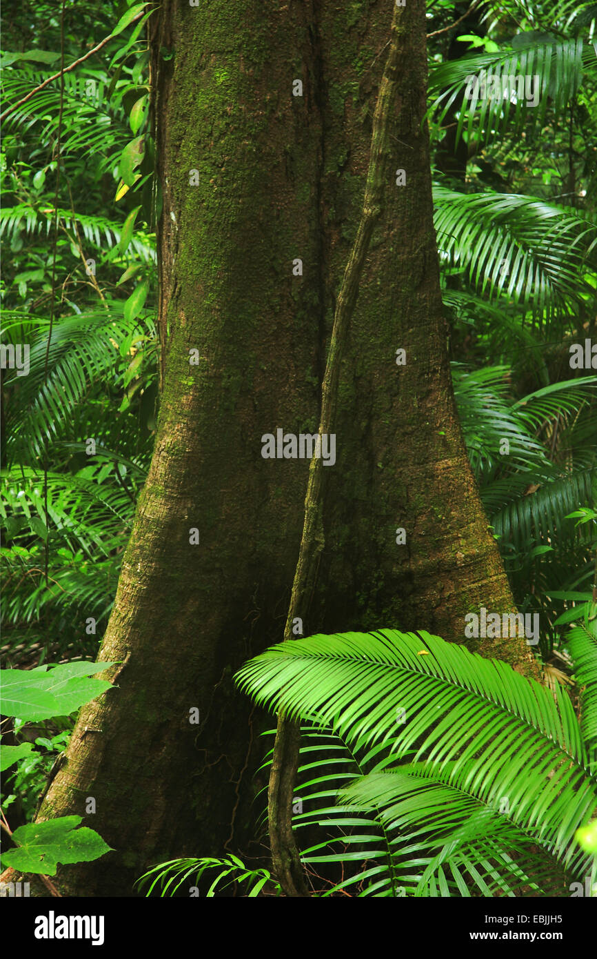 Tropical Rainforest Tree Trunks High Resolution Stock Photography and ...