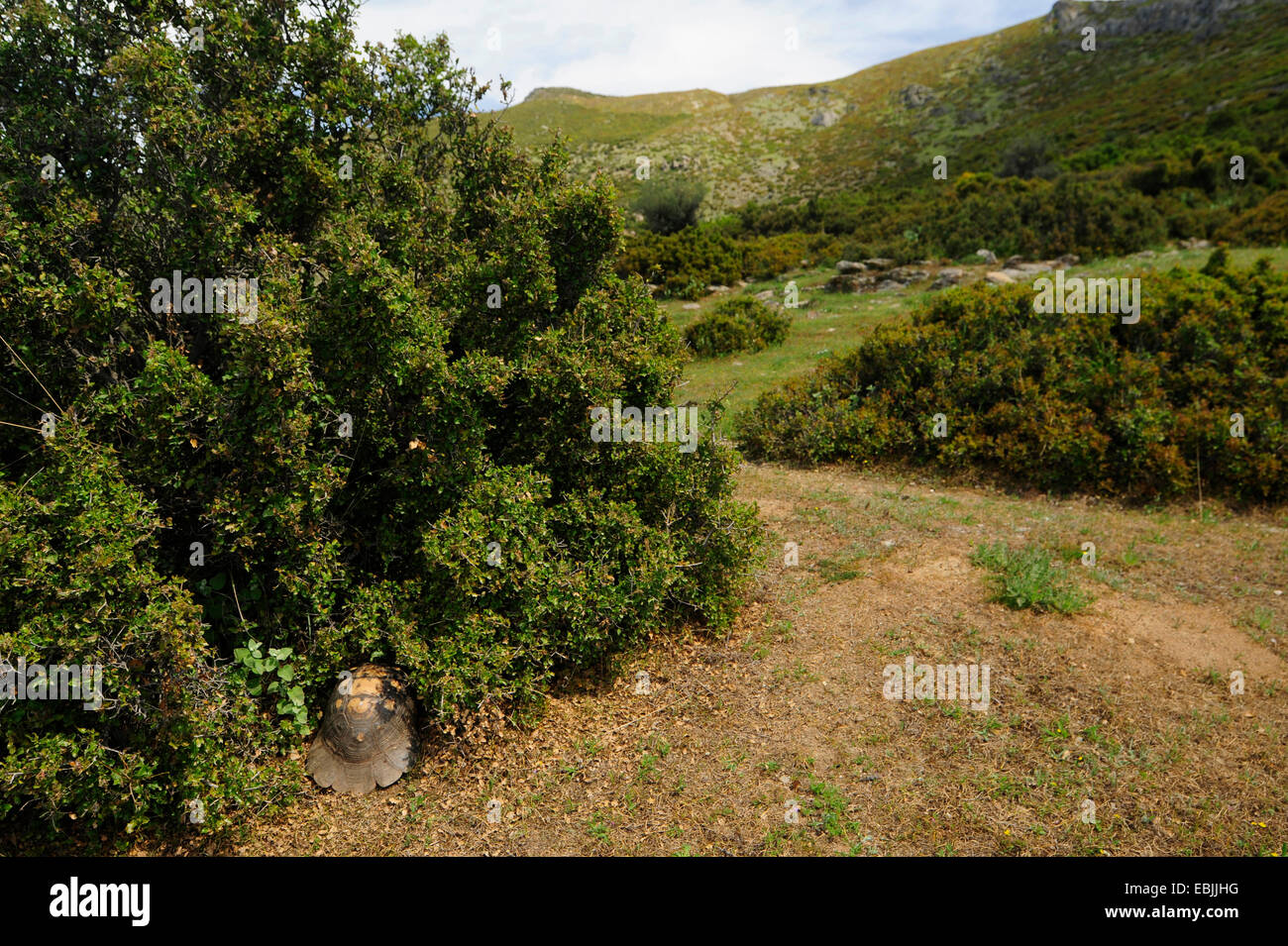 margined tortoise, marginated tortoise (Testudo marginata), poking out ...