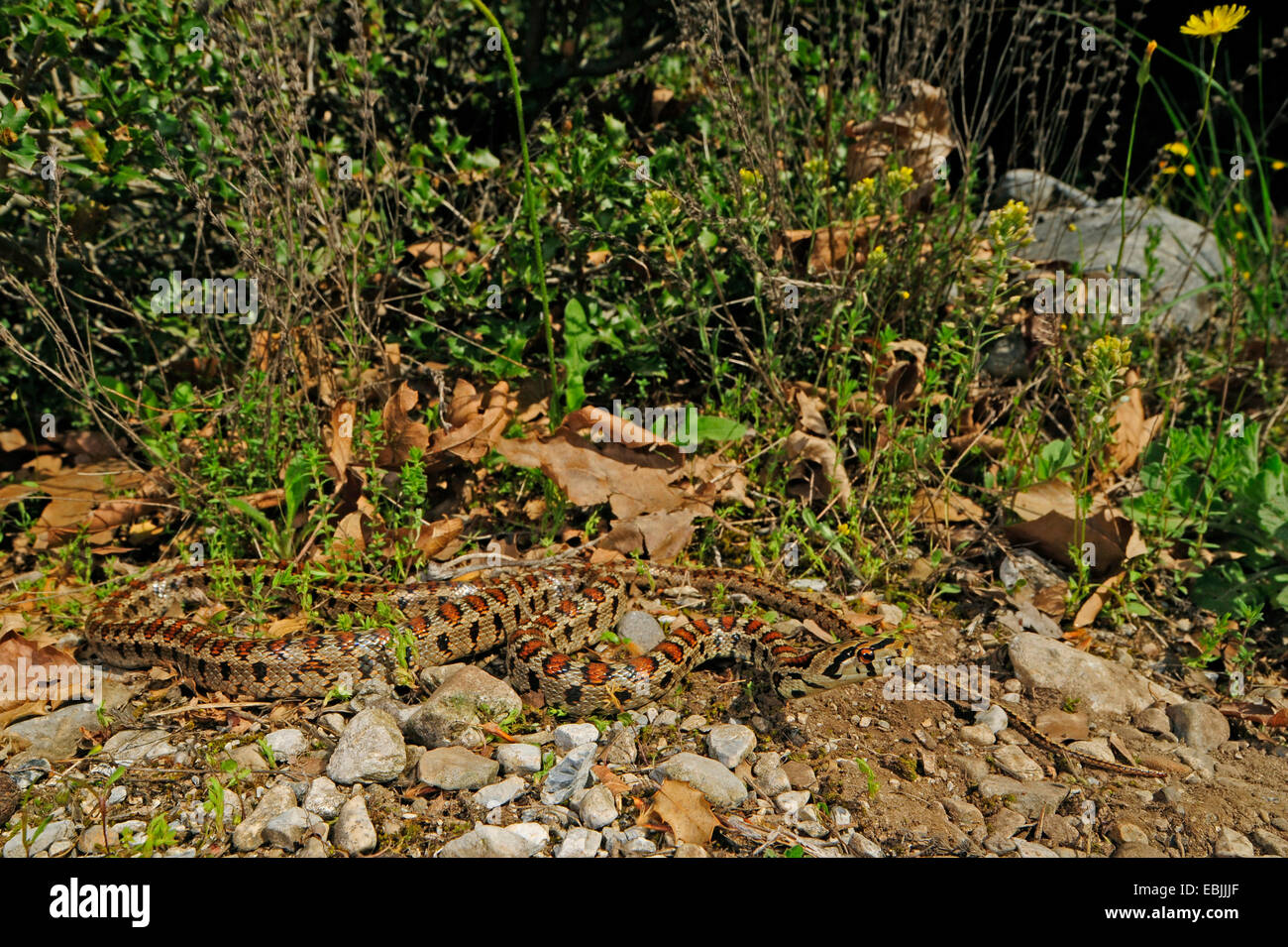 Leopard snake from hi-res stock photography and images - Alamy