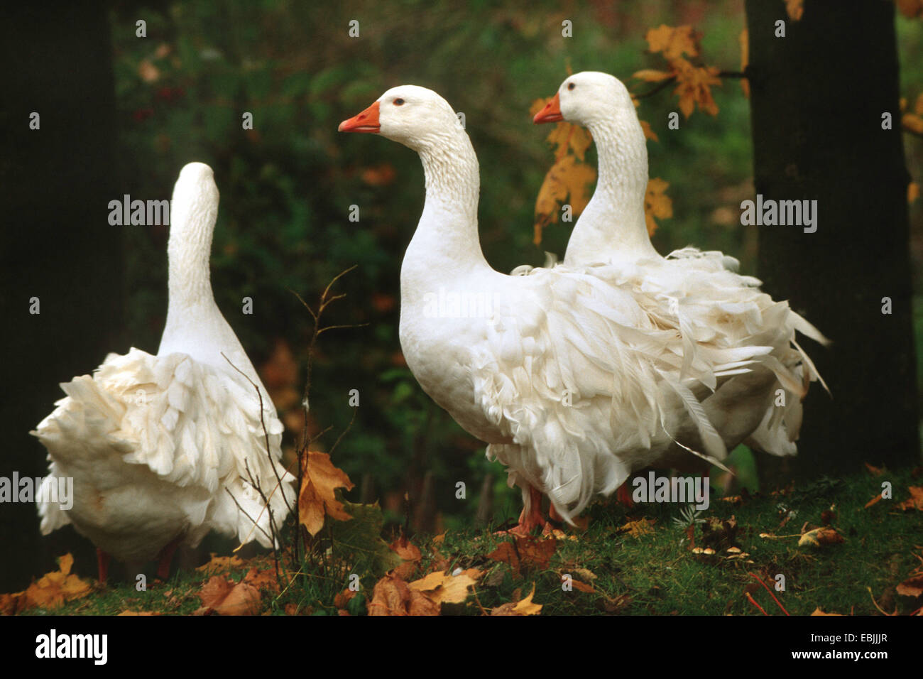 Sebastopol goose hi-res stock photography and images - Alamy