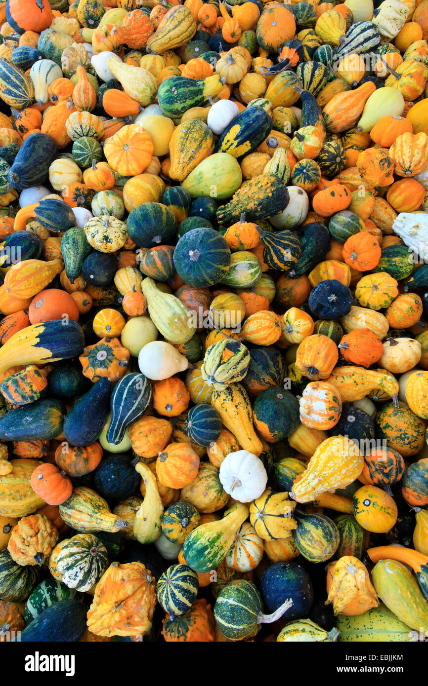 Ornamental pumpkins hi-res stock photography and images - Alamy