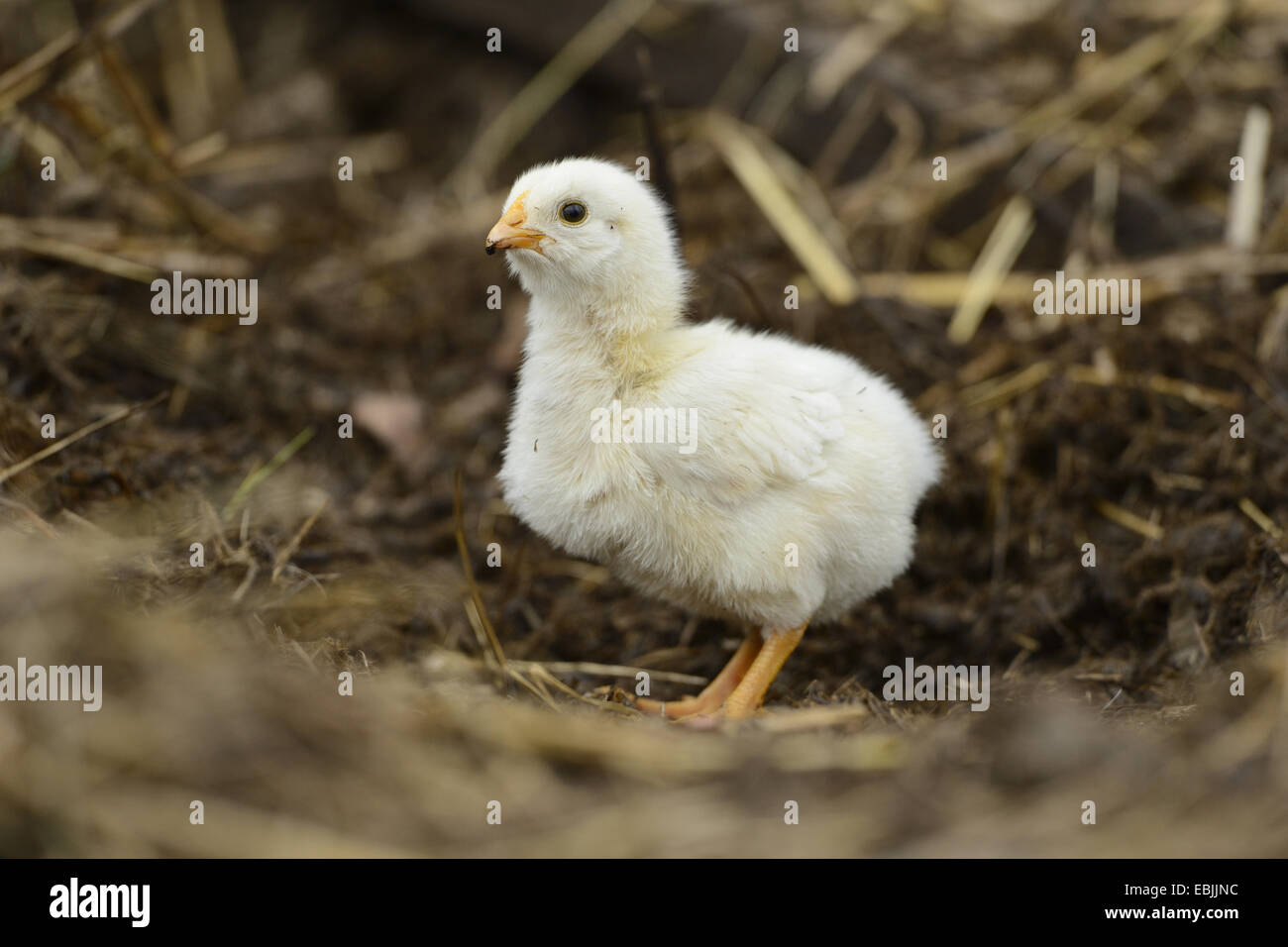 One poultry animal hi-res stock photography and images - Alamy