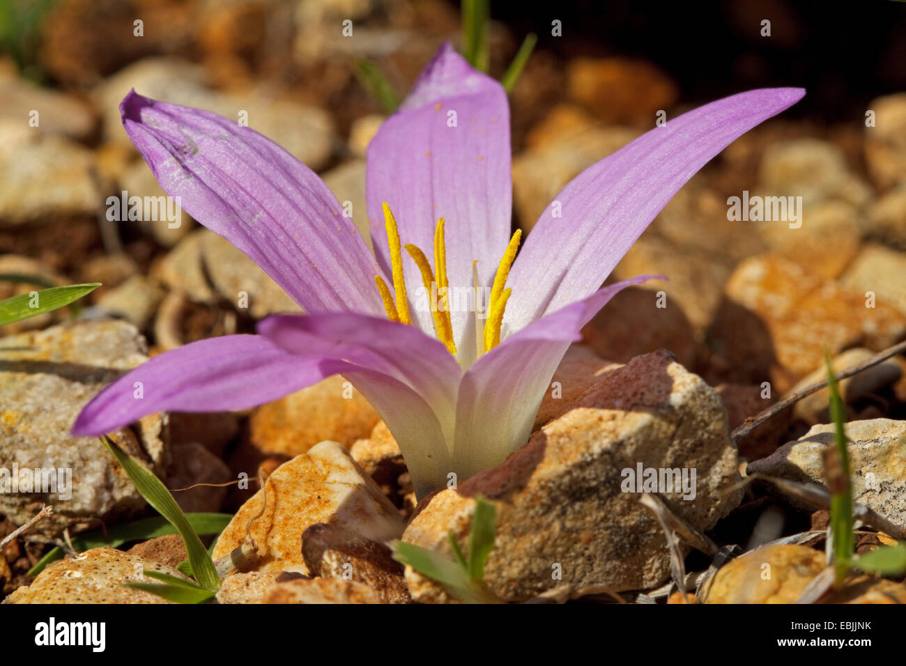 Colchicum filifolium Merendera filifolia Bulbocodium balearicum ...