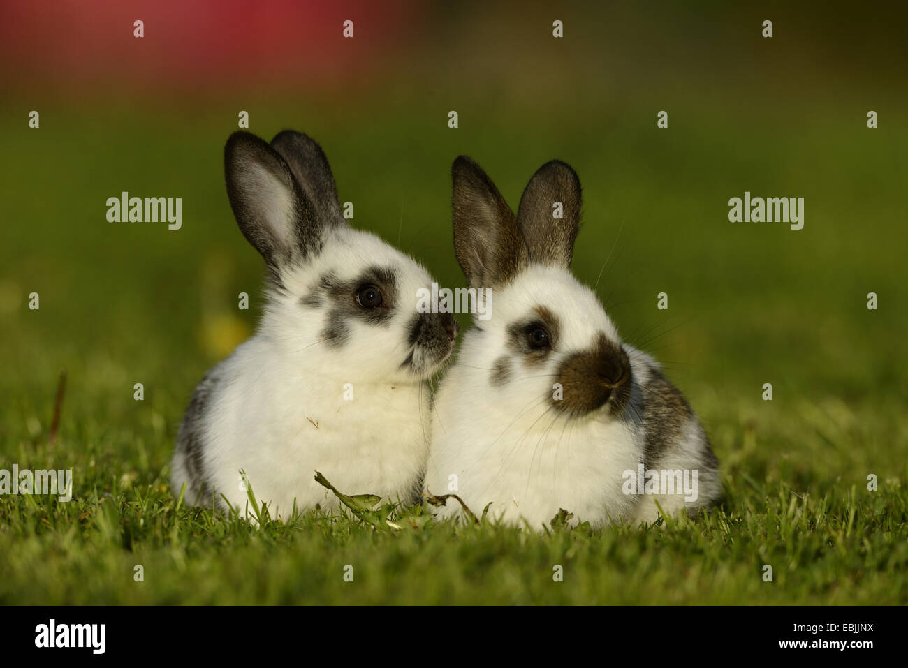 White bunnies hi-res stock photography and images - Alamy