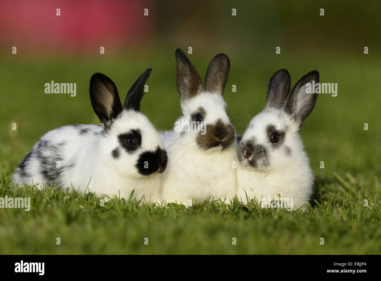 domestic rabbit (Oryctolagus cuniculus f. domestica), three black and ...