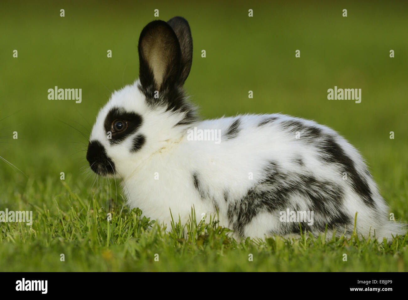 Brindle rabbit hi-res stock photography and images - Alamy