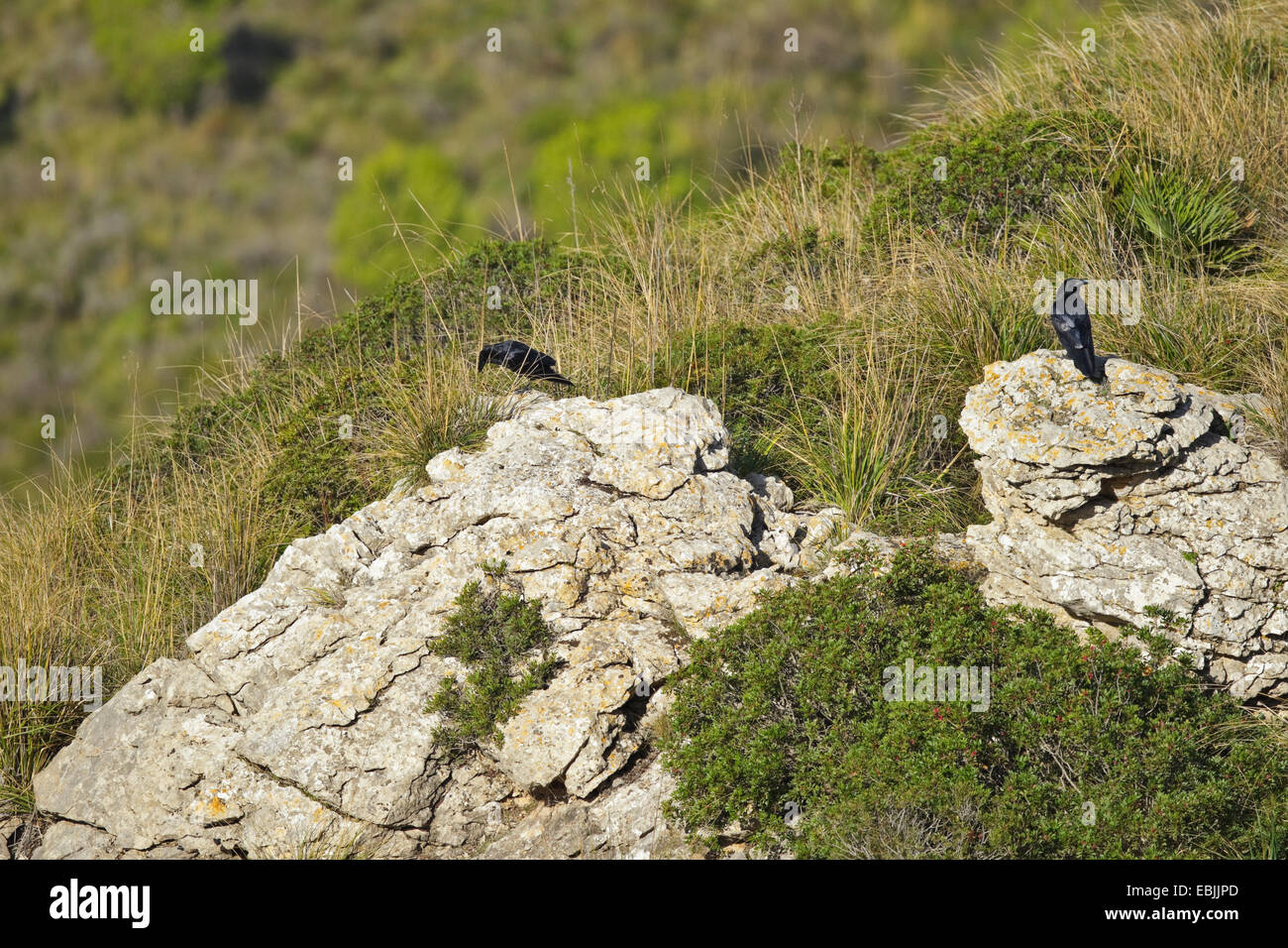 Two ravens hi-res stock photography and images - Alamy