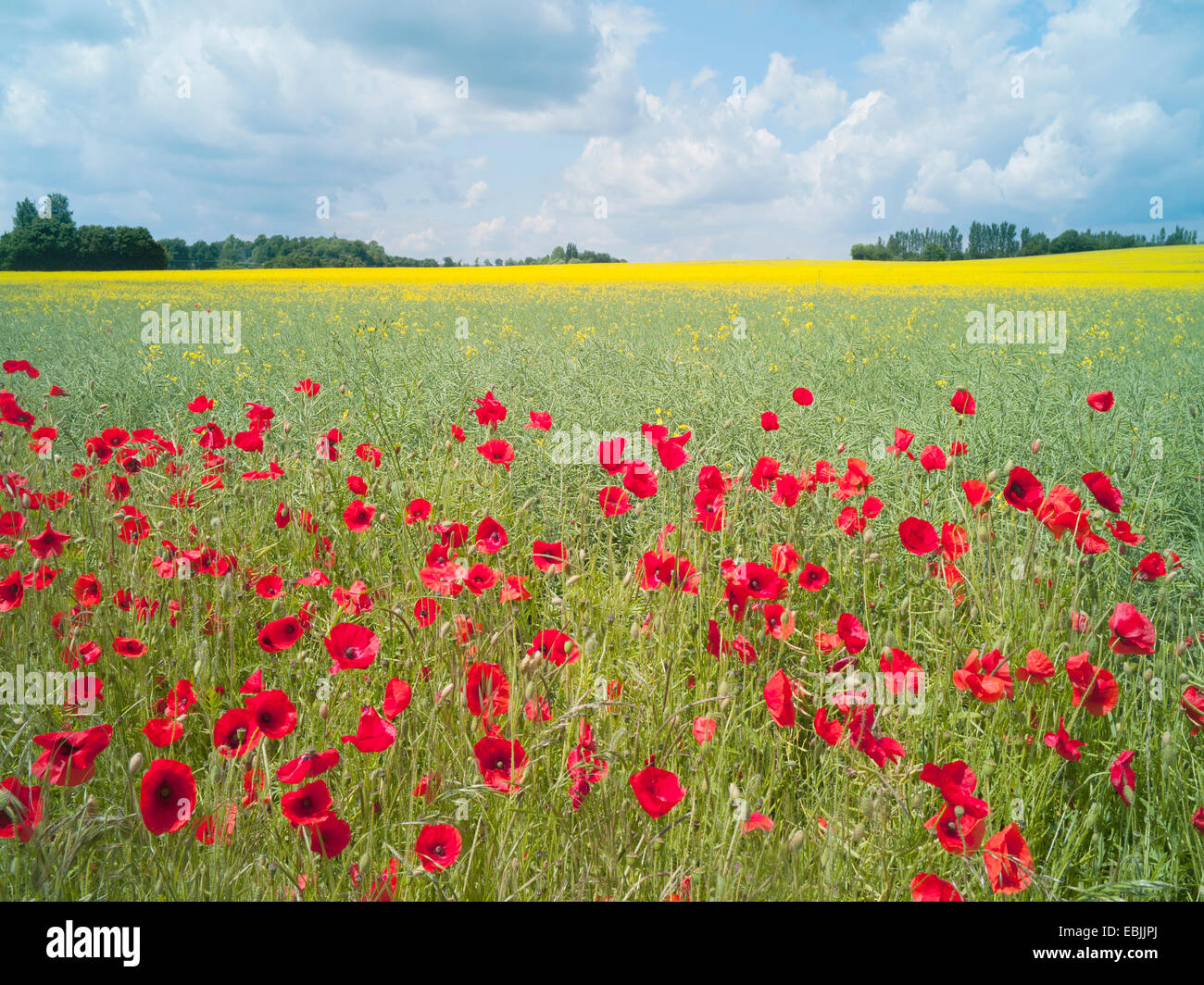 Red corn poppies in field Stock Photo - Alamy