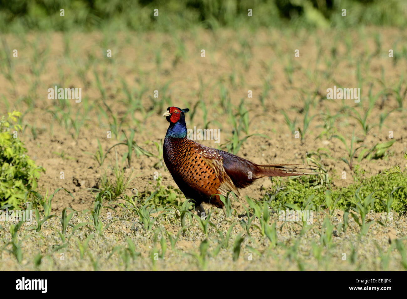 common pheasant, Caucasus Pheasant, Caucasian Pheasant (Phasianus ...