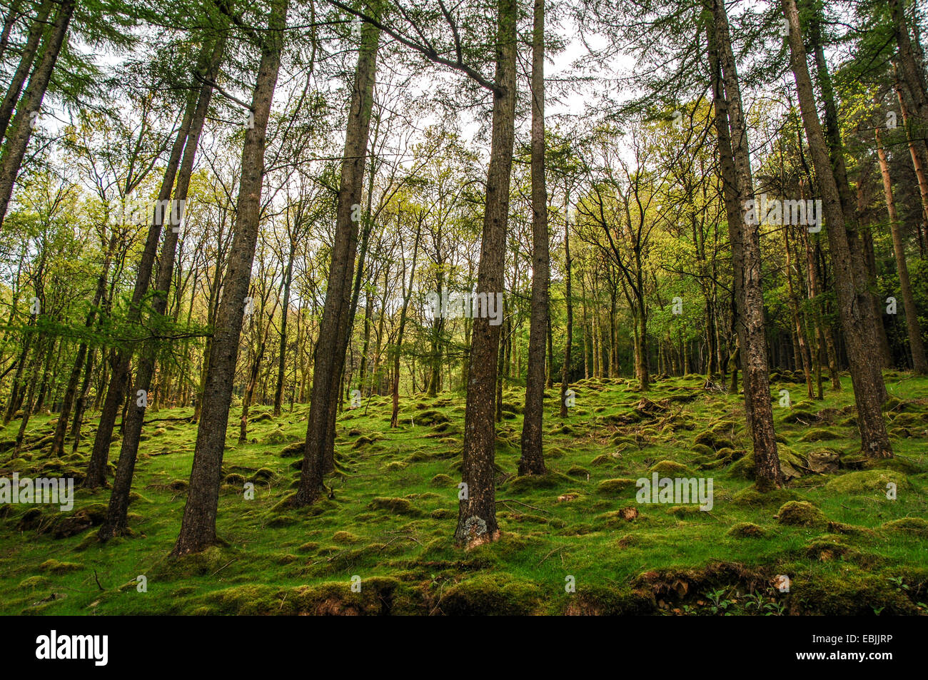 common larch, European larch (Larix decidua, Larix europaea), Larch ...
