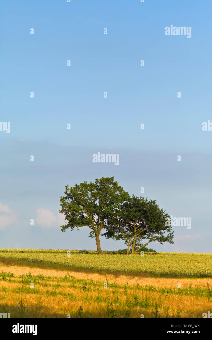 Oak grove hi-res stock photography and images - Alamy