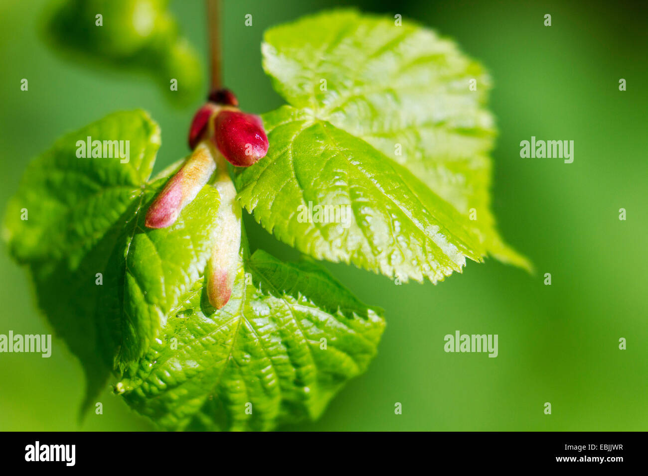 Little leaf linden leaves hi-res stock photography and images - Alamy