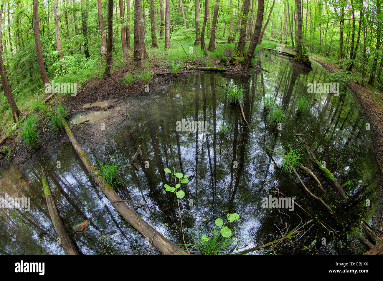 pond in a floodplain forest, Germany, Hesse Stock Photo - Alamy