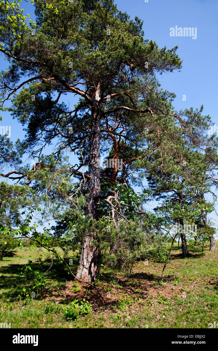 Scotch pine, Scots pine (Pinus sylvestris), in a meadow, Germany ...