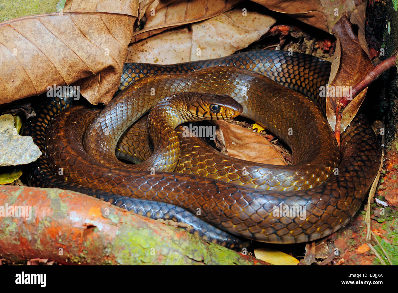 Dhaman hi-res stock photography and images - Alamy