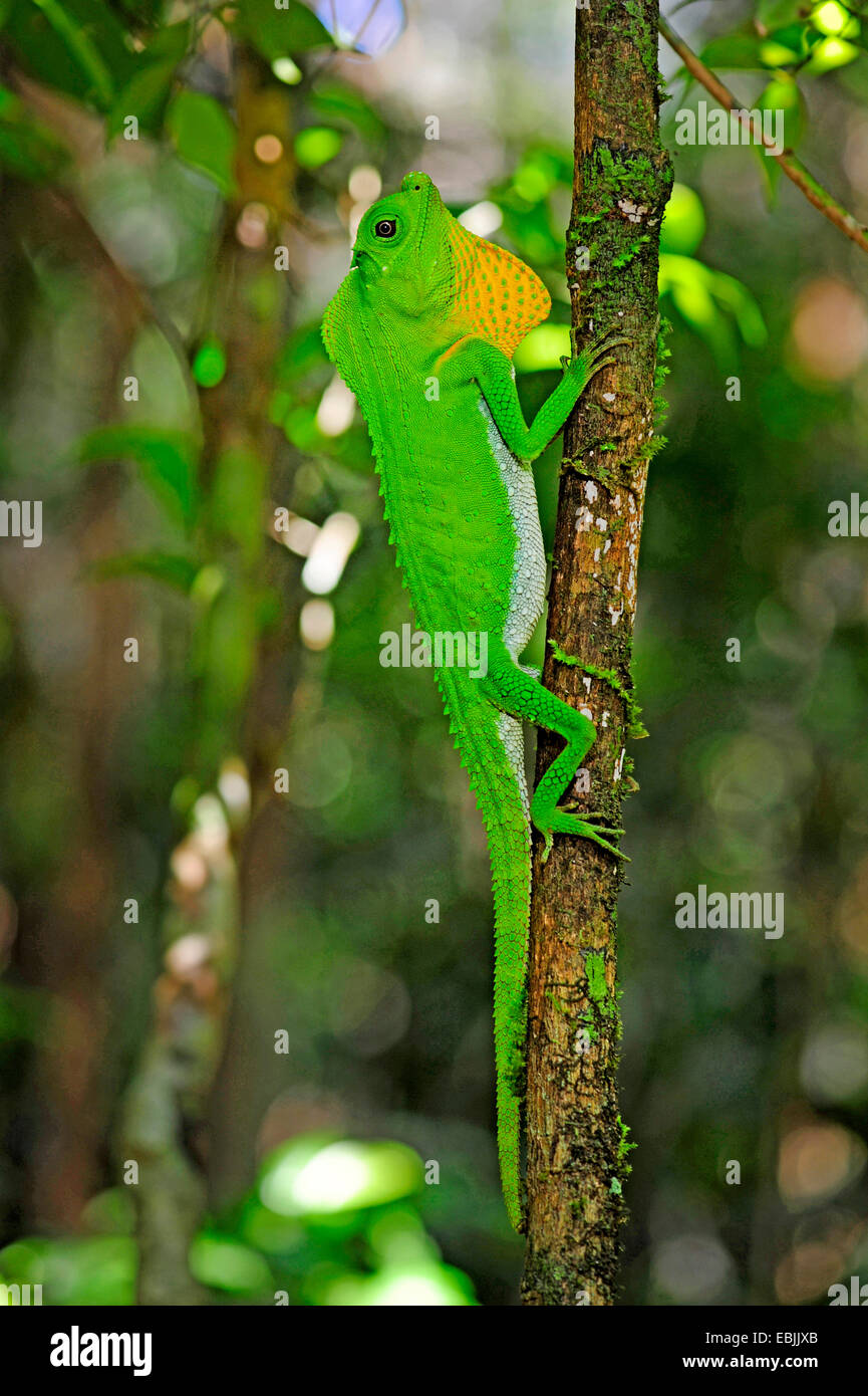 Male green forest lizard hi-res stock photography and images - Alamy