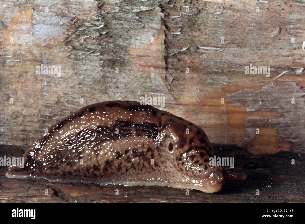 giant gardenslug, European giant gardenslug, great grey slug, spotted ...
