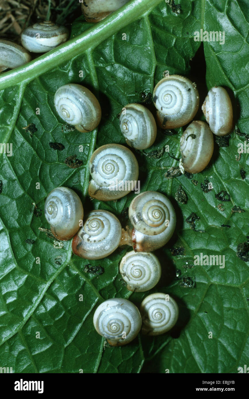Carthusian snail, Chartreuse snail (Monacha cartusiana, Theba ...