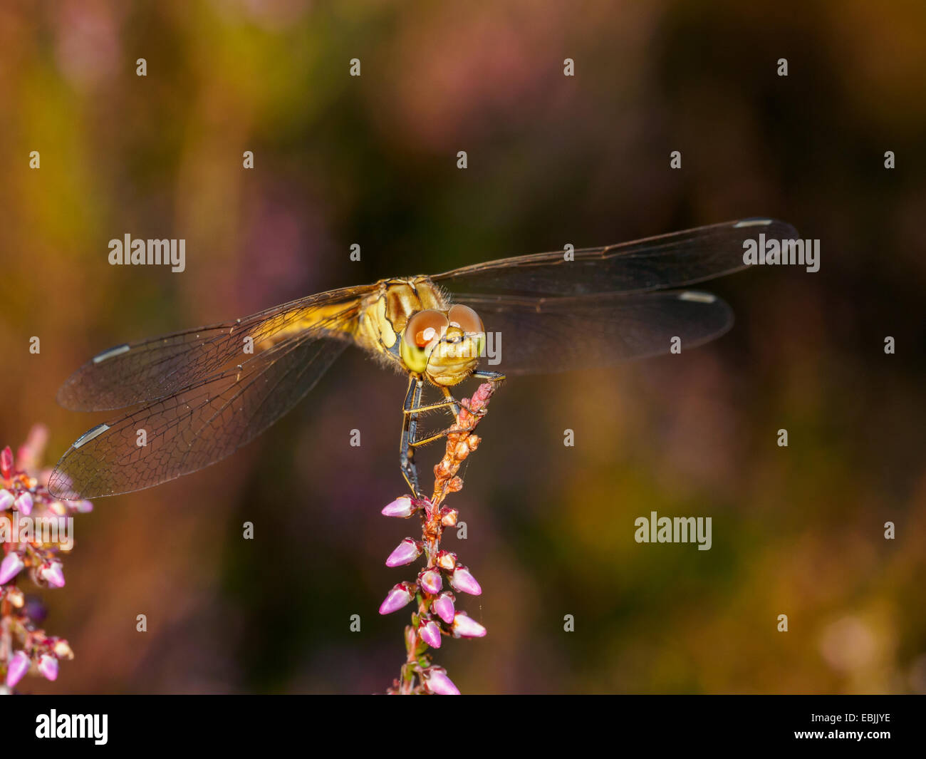 Dragonfly face hi-res stock photography and images - Alamy