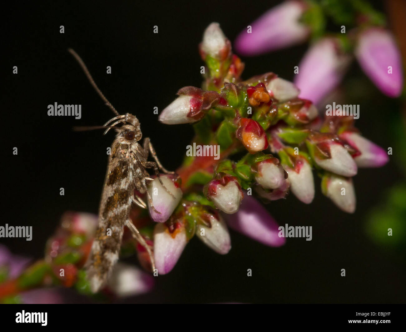 Moth like insect macro shot hi-res stock photography and images - Alamy