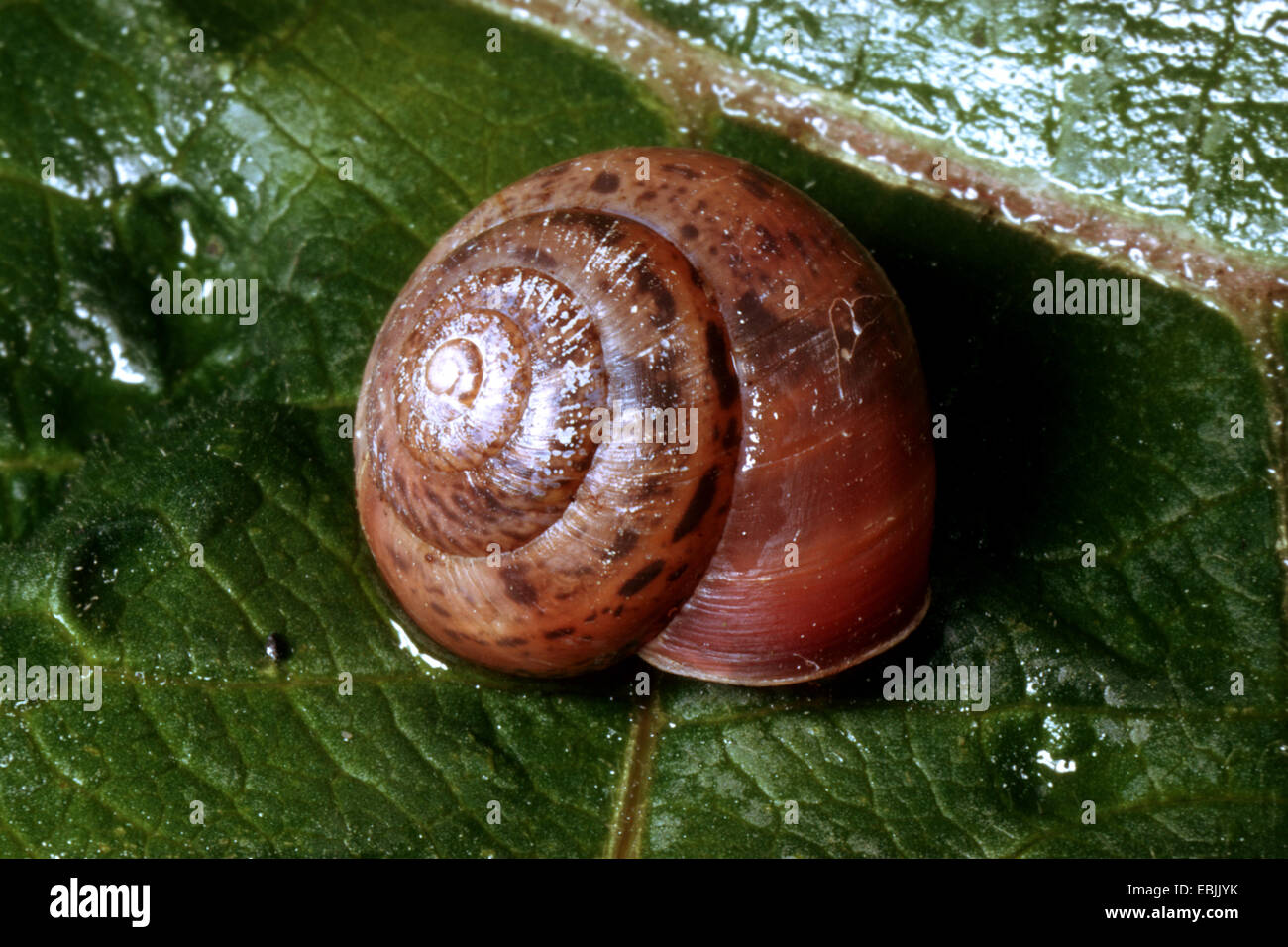 bush snail (Bradybaena fruticum), sitting on a wet leaf retreated into ...