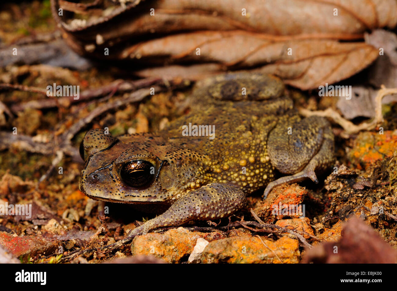 black-spined toad (Bufo melanosticus, Duttaphrynus melanostictus ...