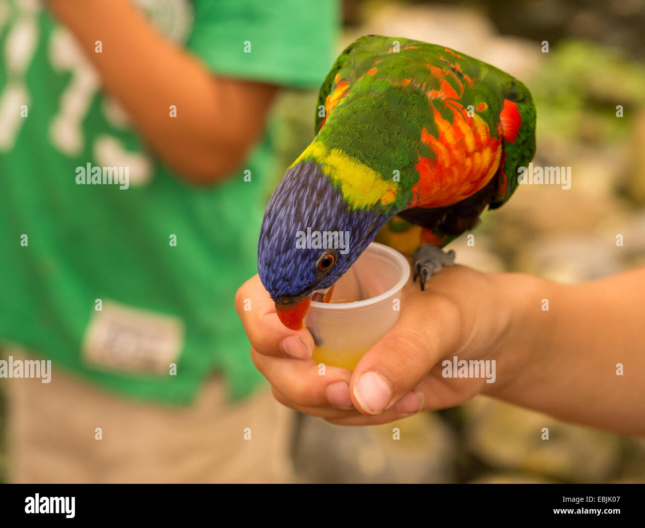 Plastic parrot hi-res stock photography and images - Alamy