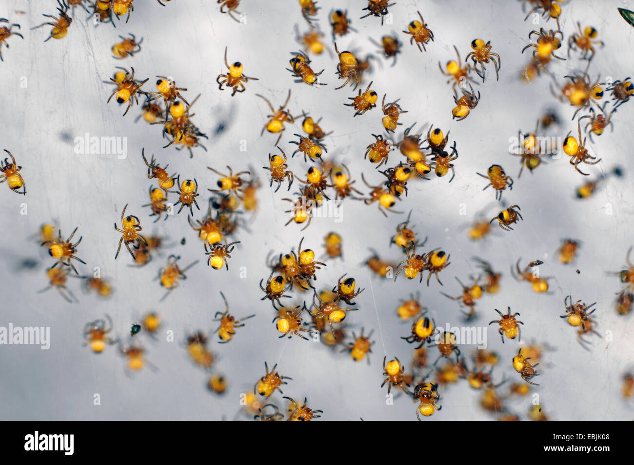 Spiders hatch hi-res stock photography and images - Alamy