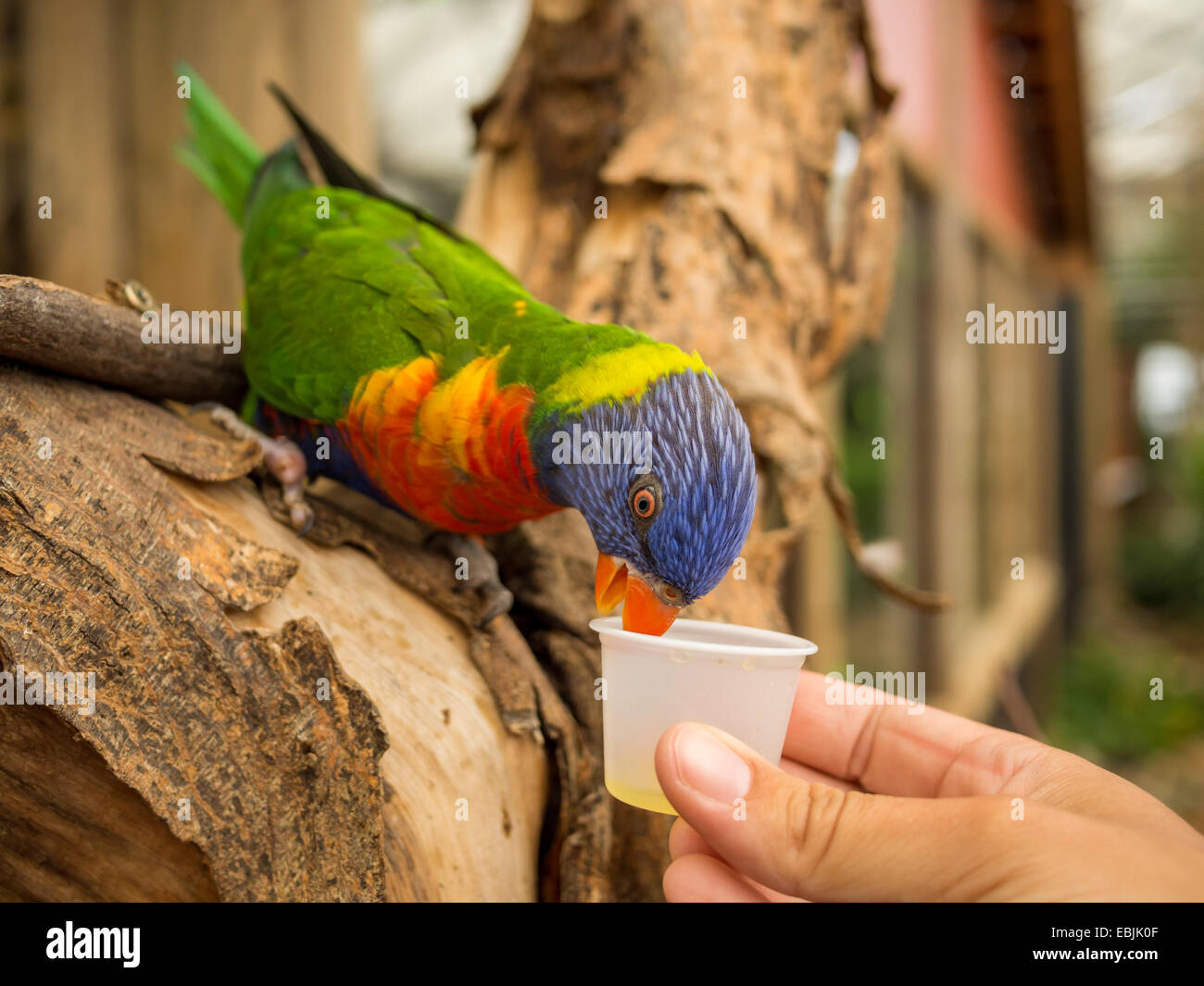 Parrot drinking hi-res stock photography and images - Alamy