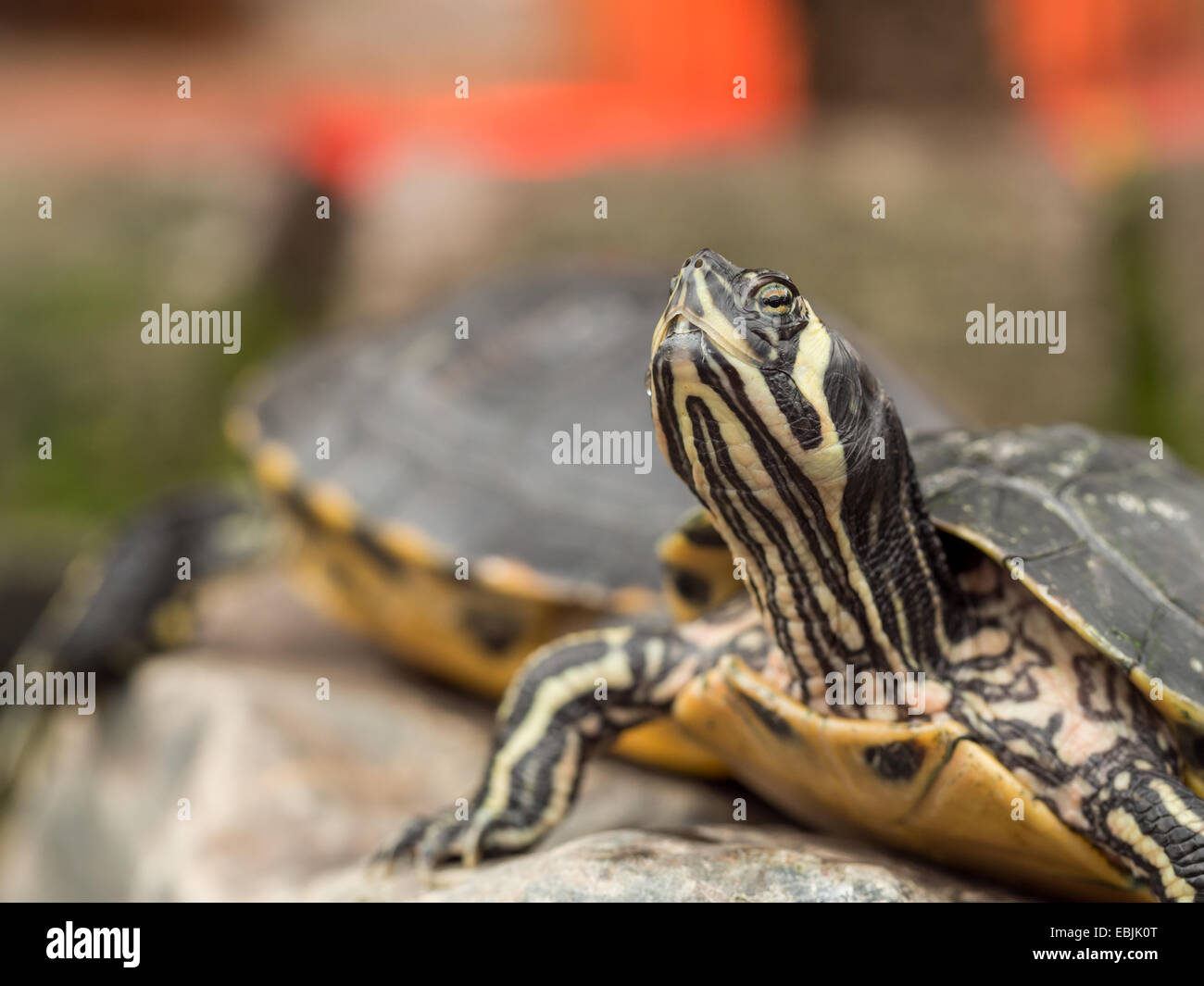 Small turtle staring up in a smart pose Stock Photo - Alamy
