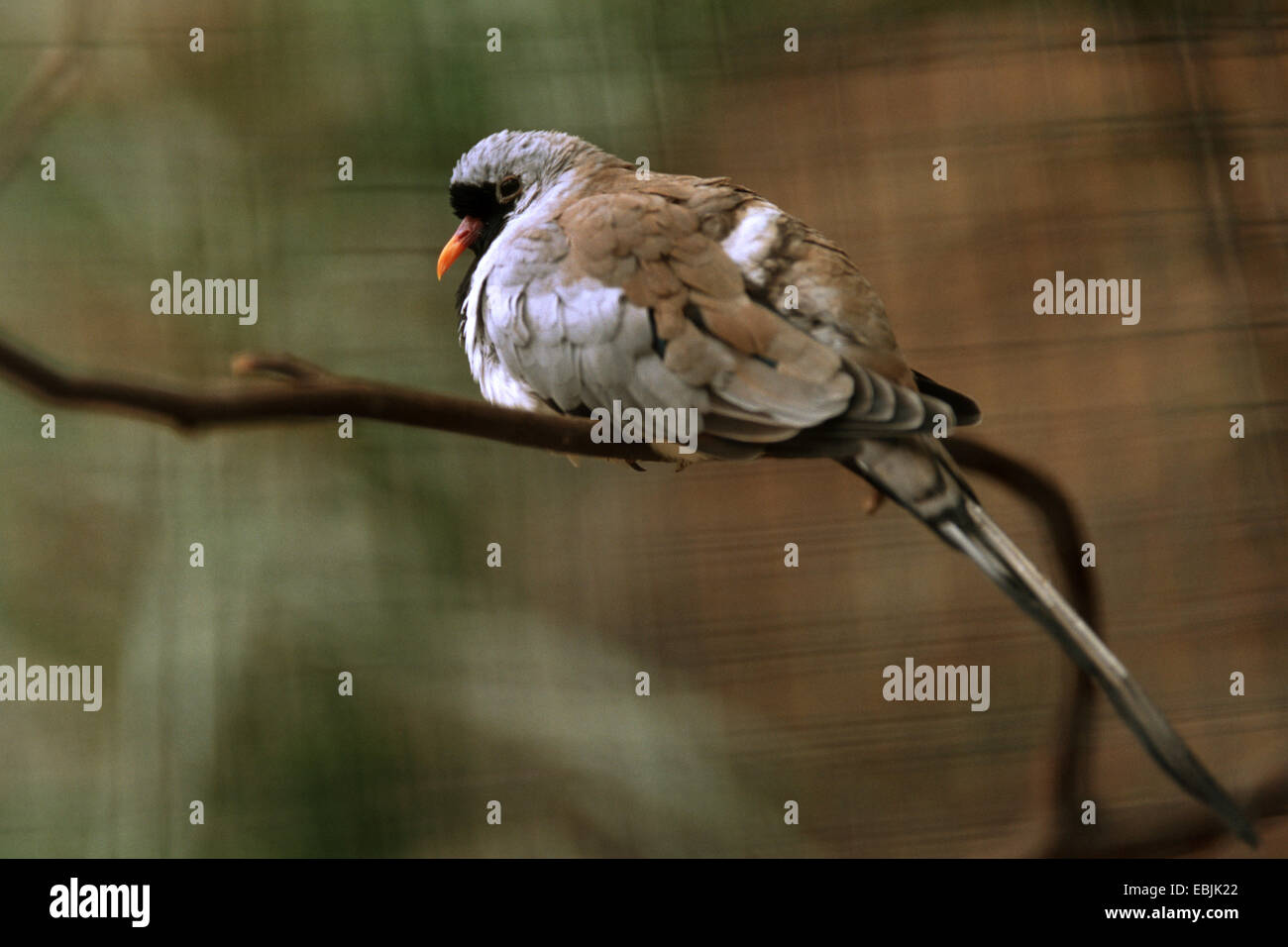 namaqua dove (Oena capensis), resting on a branch Stock Photo - Alamy