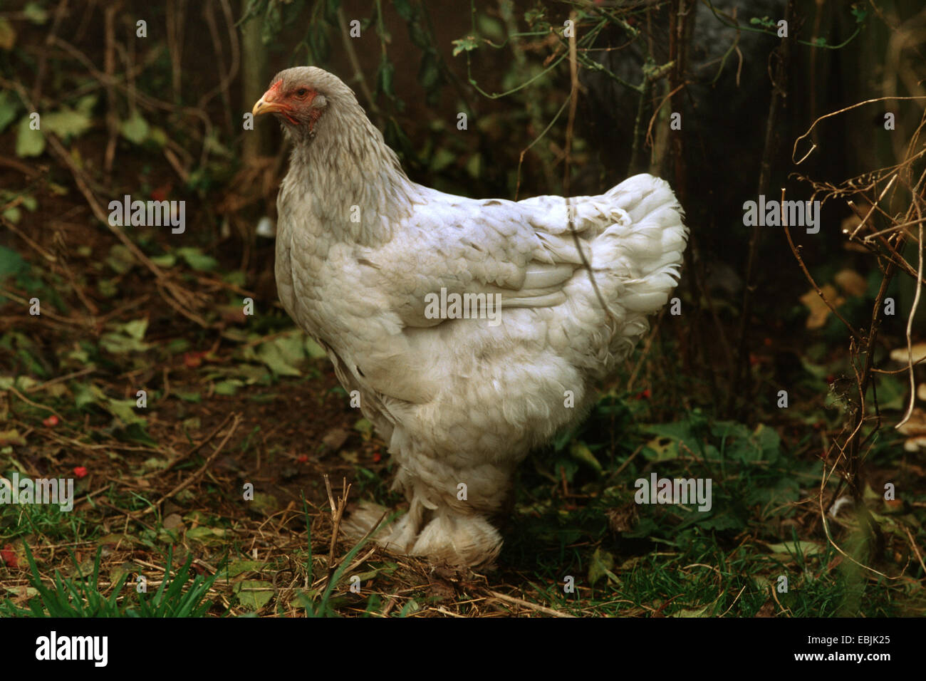 Brahma Chicken (Gallus gallus f. domestica), hen on forest ground Stock ...