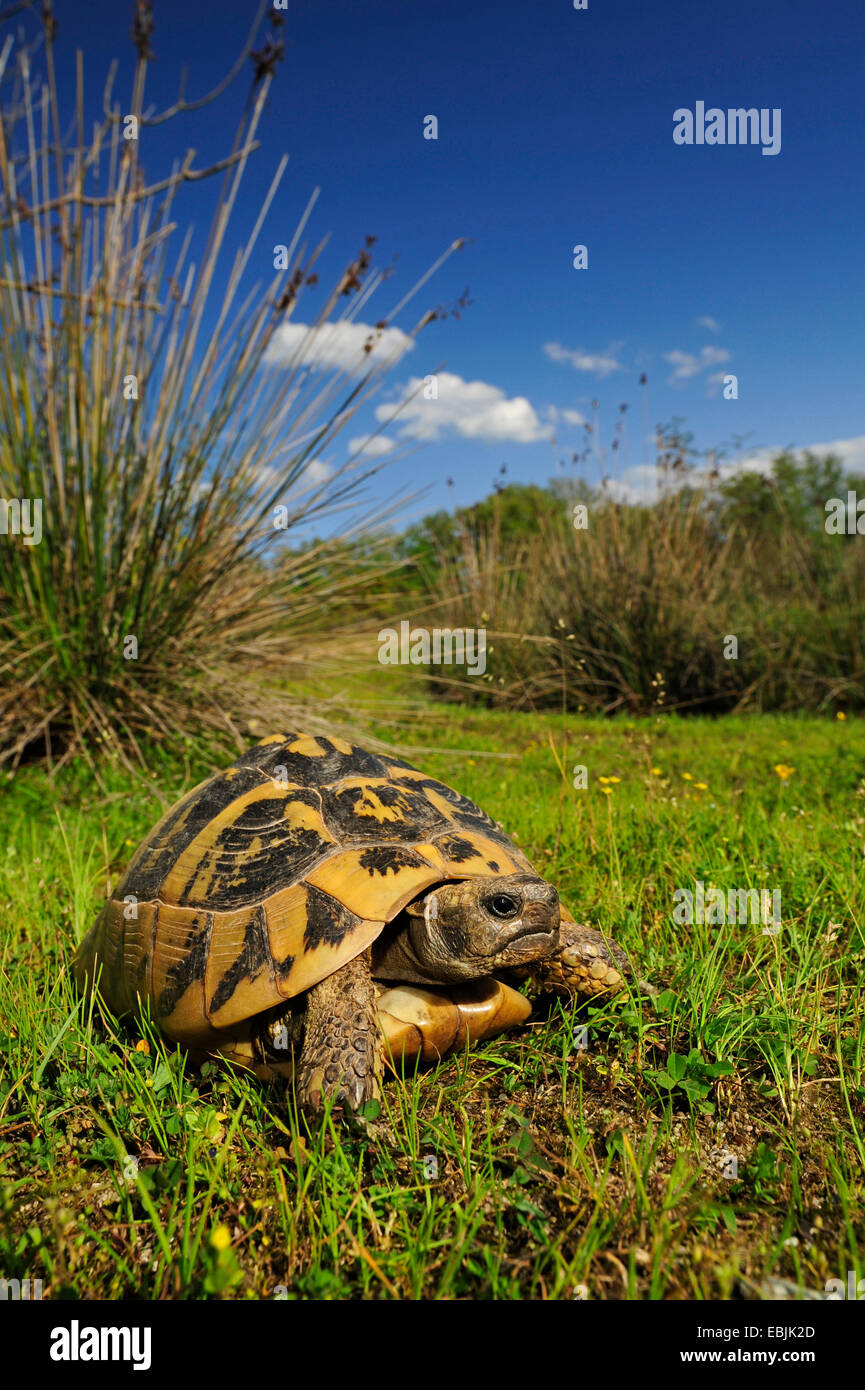 Hermanns tortoise, Greek tortoise, Boettgers tortoise (Testudo hermanni ...