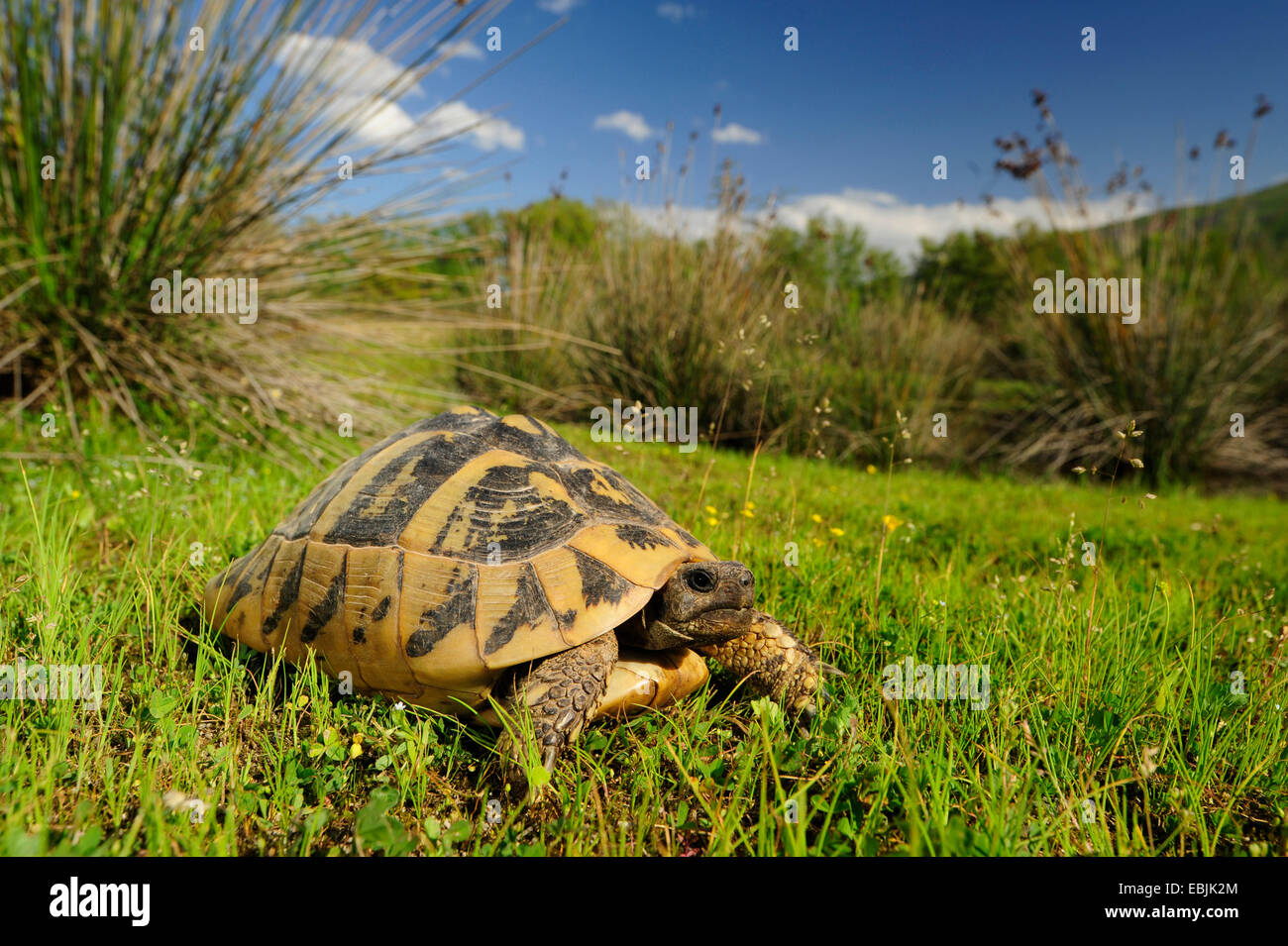 Hermanns tortoise, Greek tortoise, Boettgers tortoise (Testudo hermanni ...