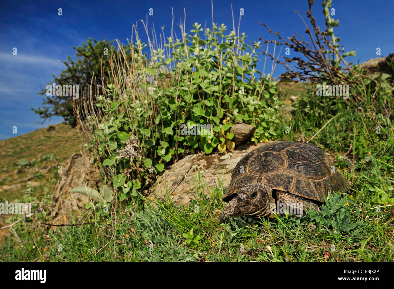 margined tortoise, marginated tortoise (Testudo marginata), in habitat ...