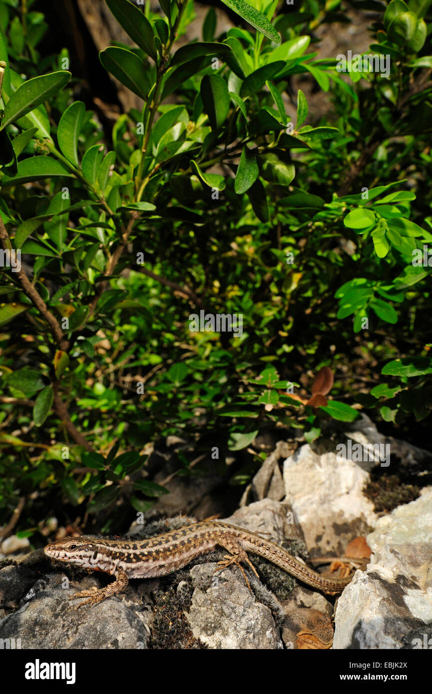 Erhard's wall lizard (Podarcis erhardii riveti, Podarcis erhardi ...