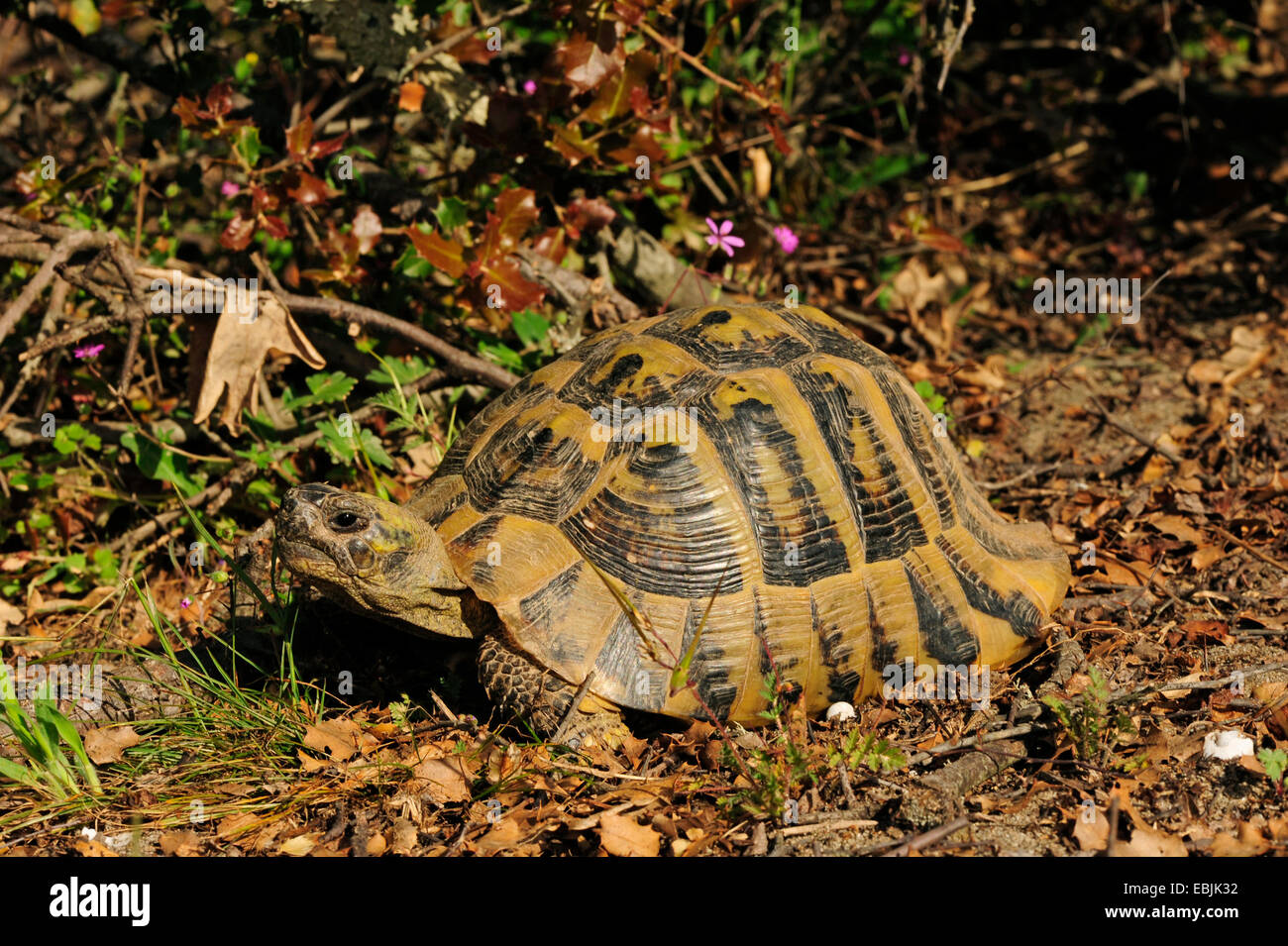 Sitting with tortoises hi-res stock photography and images - Alamy