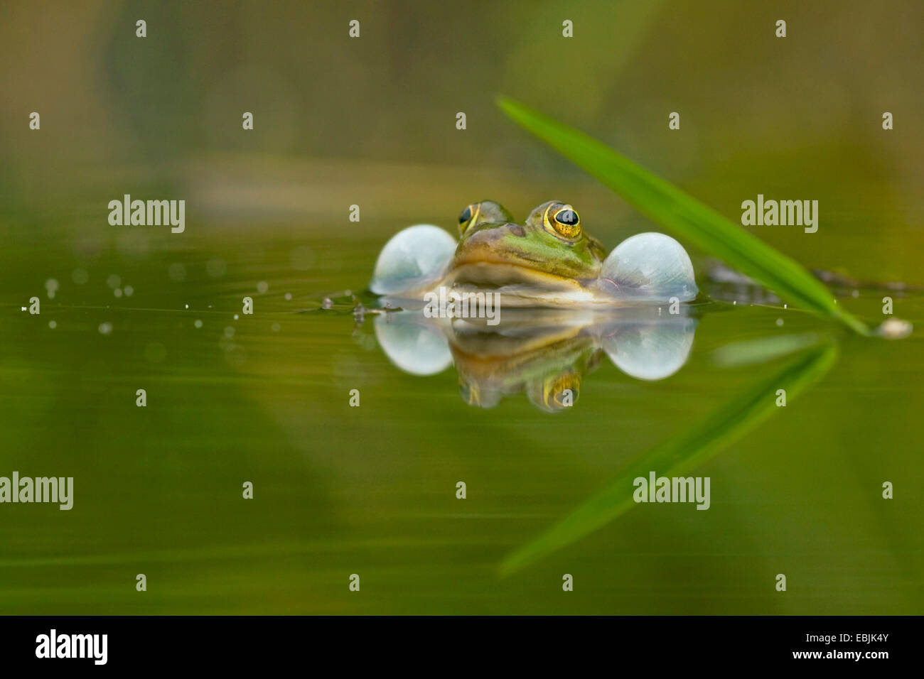 Pool frog, Little waterfrog (Rana lessonae, Pelophylax lessonae ...