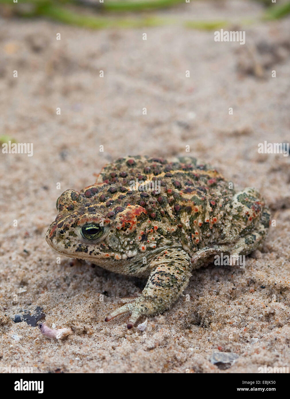 natterjack toad, natterjack, British toad (Bufo calamita), in the dunes ...