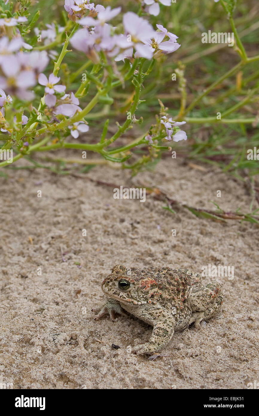 natterjack toad, natterjack, British toad (Bufo calamita), in the dunes ...