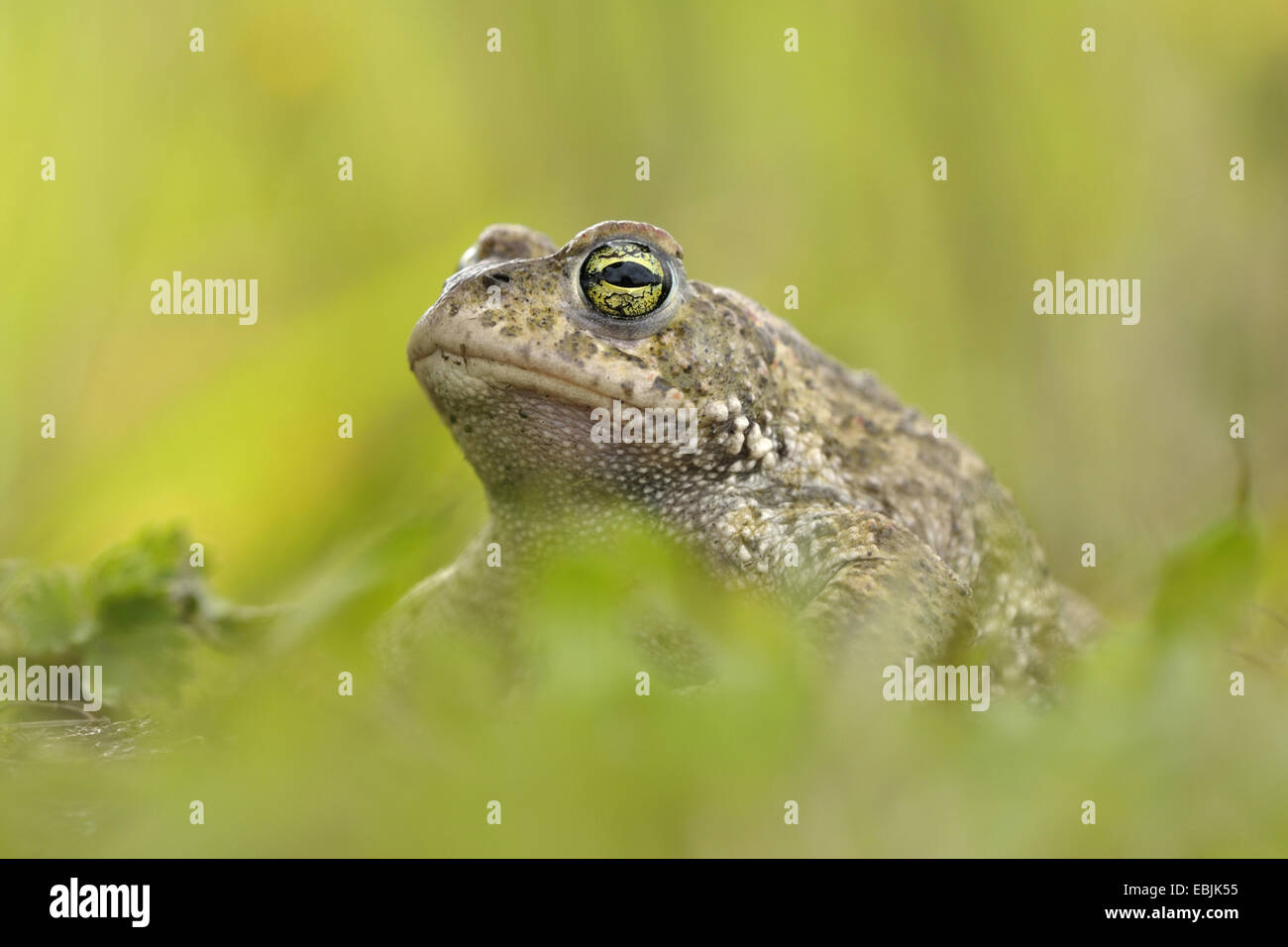 natterjack toad, natterjack, British toad (Bufo calamita), sitting in ...
