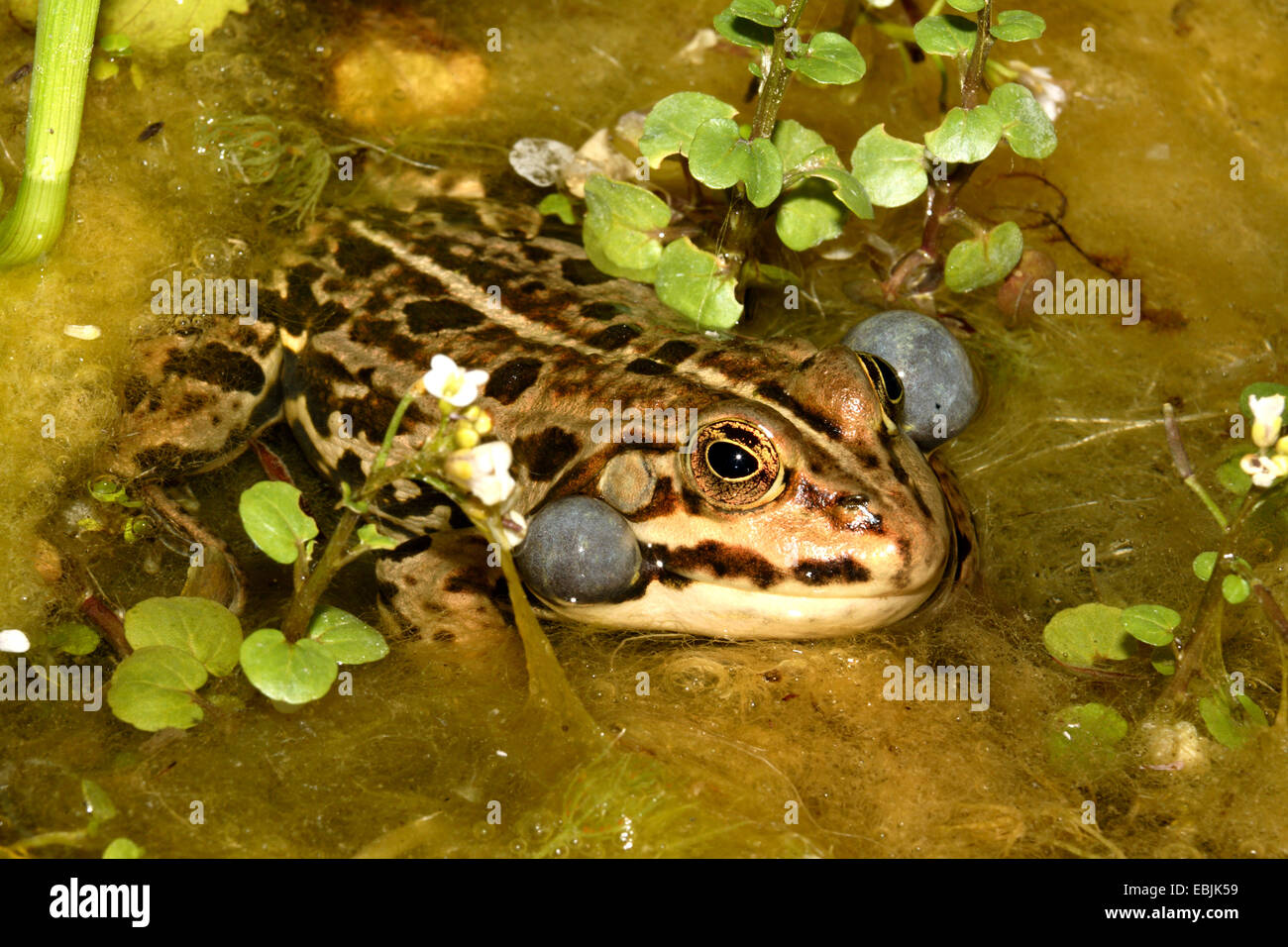 Portrait rana temporaria grass frog hi-res stock photography and images ...
