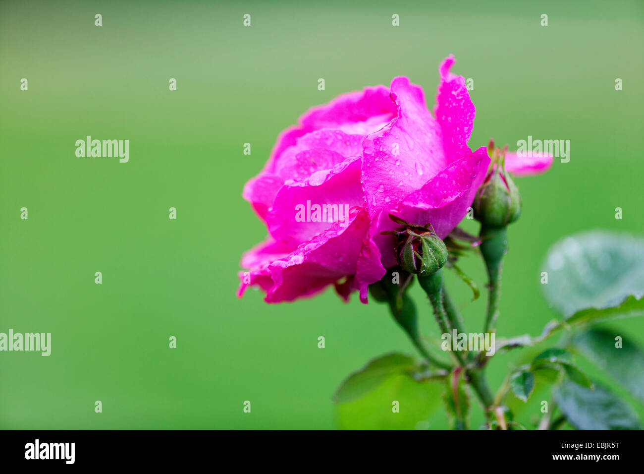 Red Rose Angiosperm Angiosperms High Resolution Stock Photography and ...